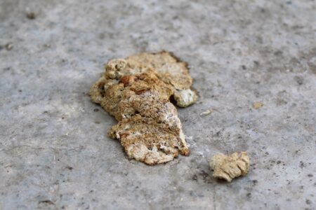 Do Chickens Pee? How Do Chickens Urinate? - Daily Chickens