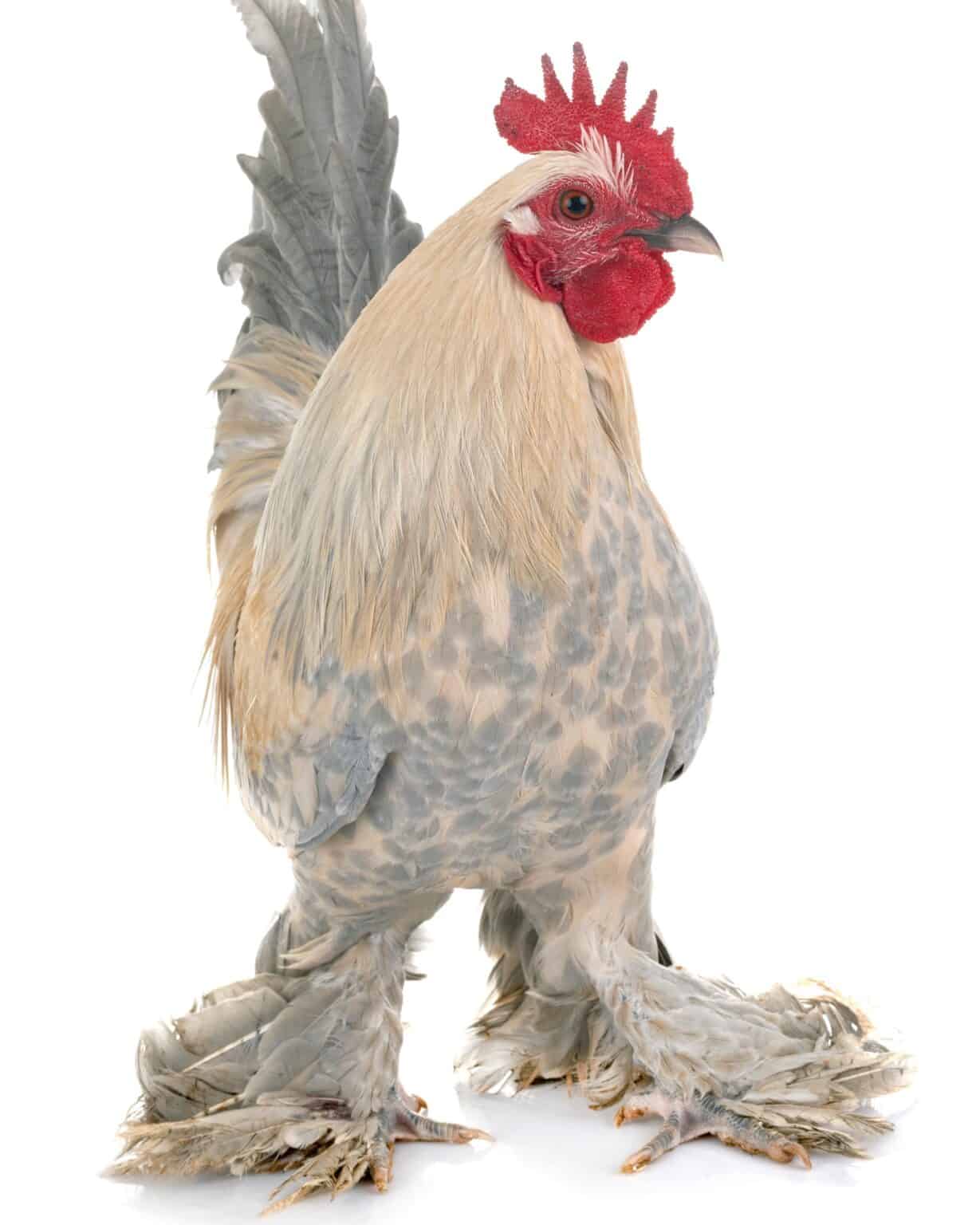 15 Best Gray Chicken Breeds to Raise in Your Backyard