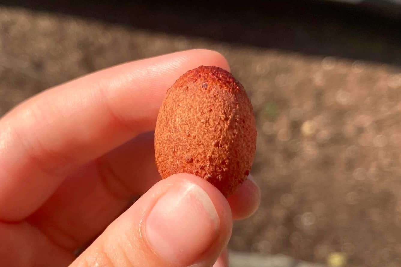 All About Fairy Eggs: Why Your Chickens Lay Them?