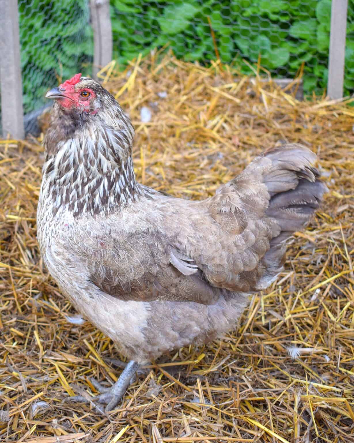 15 Best Gray Chicken Breeds to Raise in Your Backyard