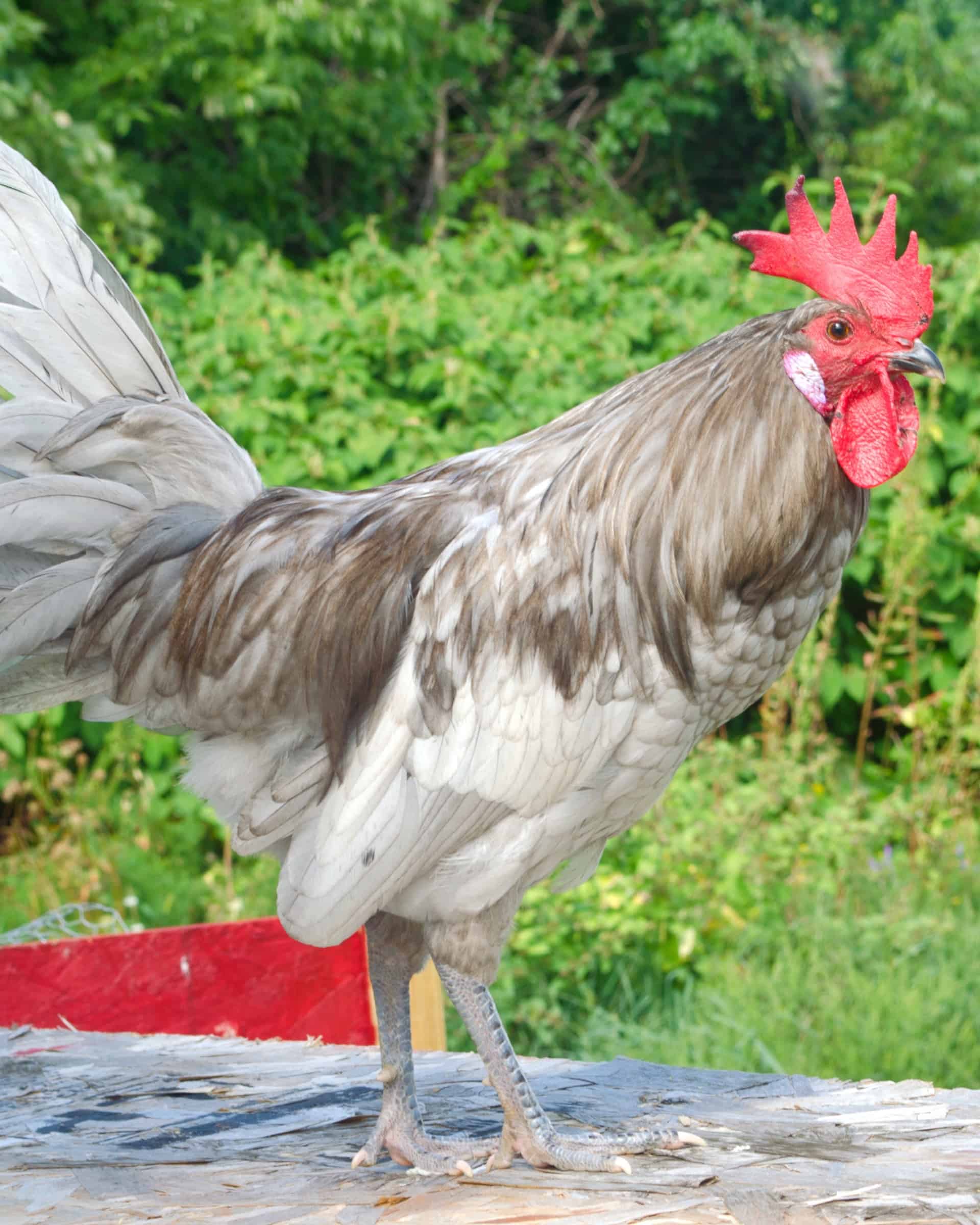 15 Best Gray Chicken Breeds to Raise in Your Backyard