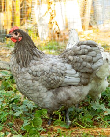 15 Best Gray Chicken Breeds to Raise in Your Backyard