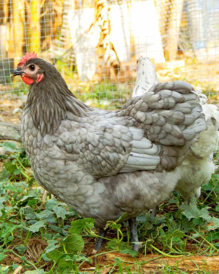 15 Best Gray Chicken Breeds to Raise in Your Backyard