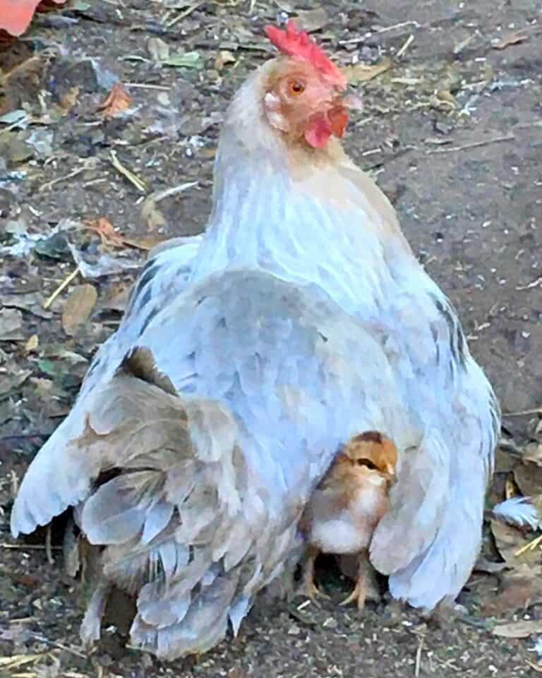 15 Best Gray Chicken Breeds to Raise in Your Backyard