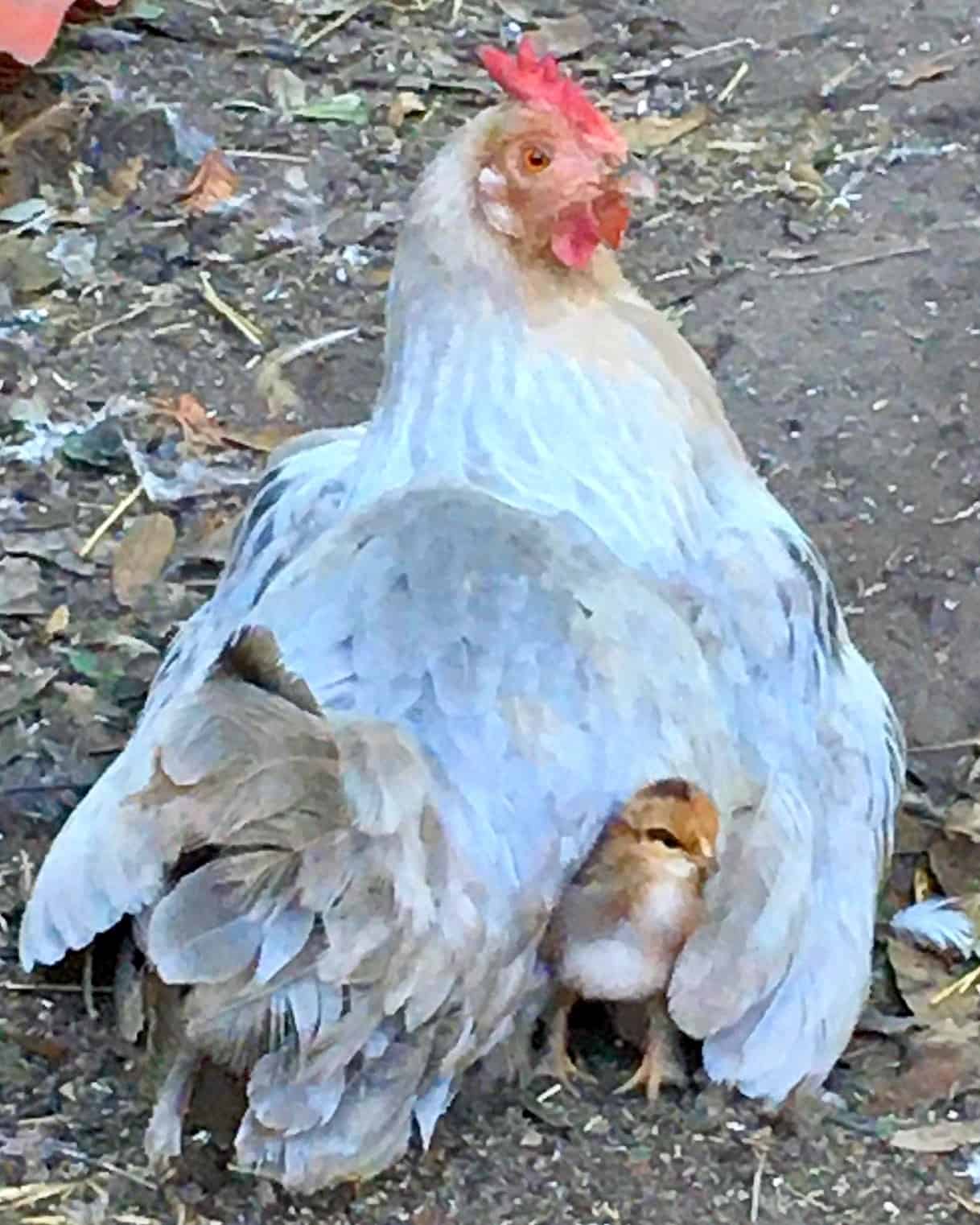 15 Best Gray Chicken Breeds to Raise in Your Backyard