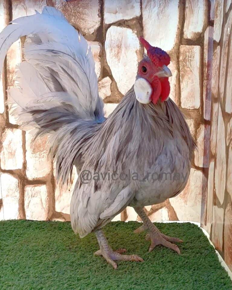 15 Best Gray Chicken Breeds to Raise in Your Backyard