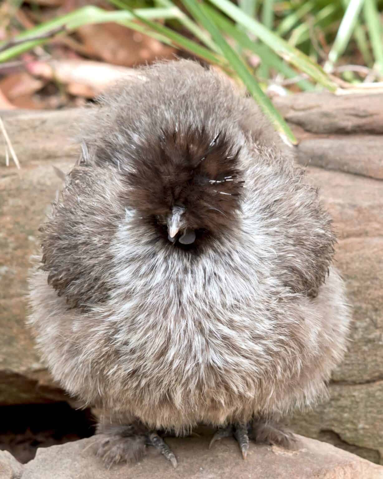 15 Best Gray Chicken Breeds to Raise in Your Backyard