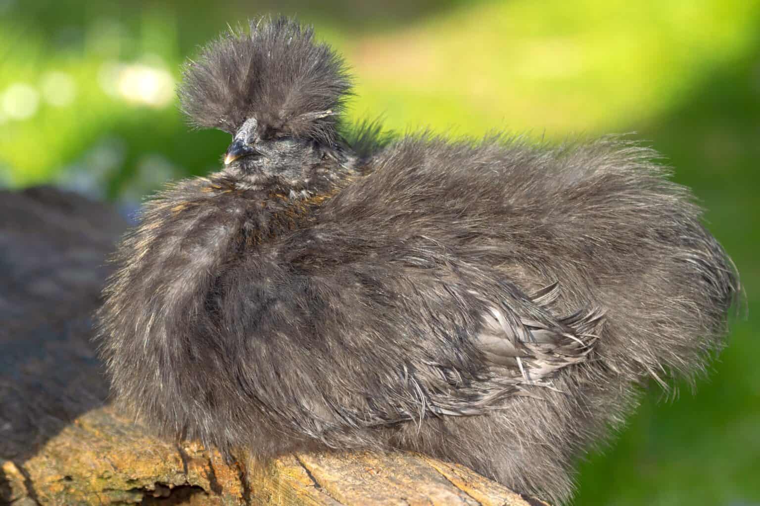 15 Best Gray Chicken Breeds to Raise in Your Backyard