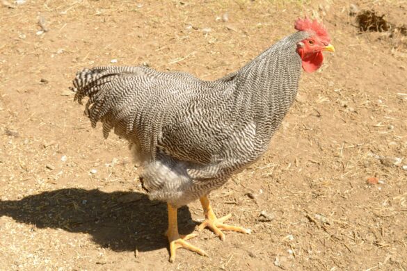 15 Best Gray Chicken Breeds to Raise in Your Backyard