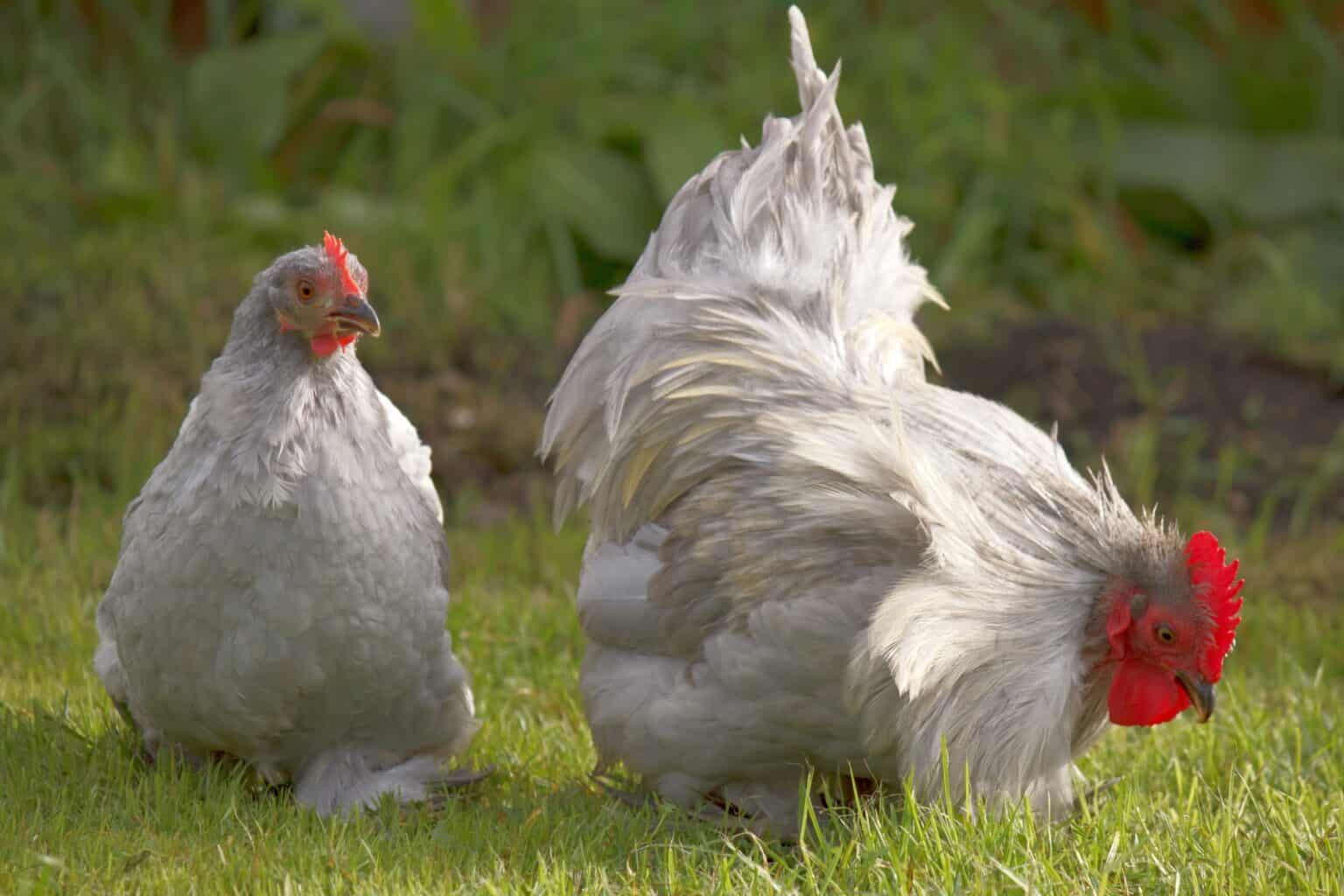 15 Best Gray Chicken Breeds to Raise in Your Backyard
