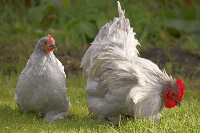 15 Best Gray Chicken Breeds to Raise in Your Backyard