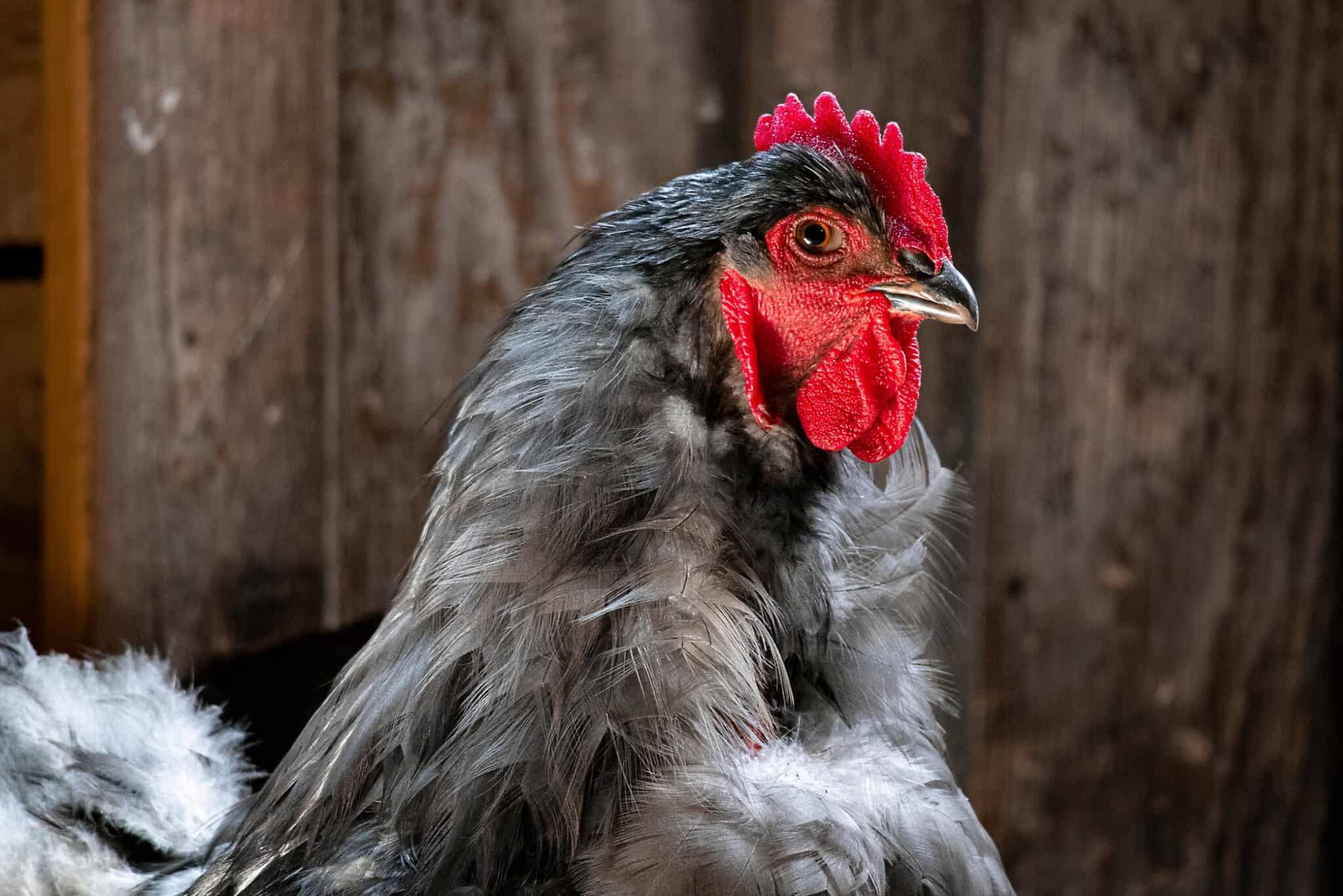 Chicken Combs & Wattles: Everything You Need to Know