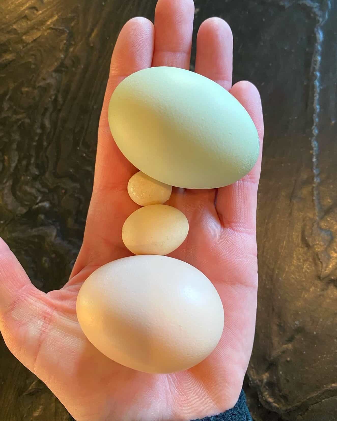 All About Fairy Eggs: Why Your Chickens Lay Them?