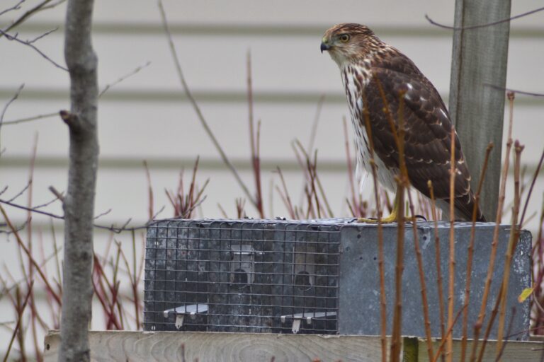 How to Protect Your Chickens From Hawks - Daily Chickens