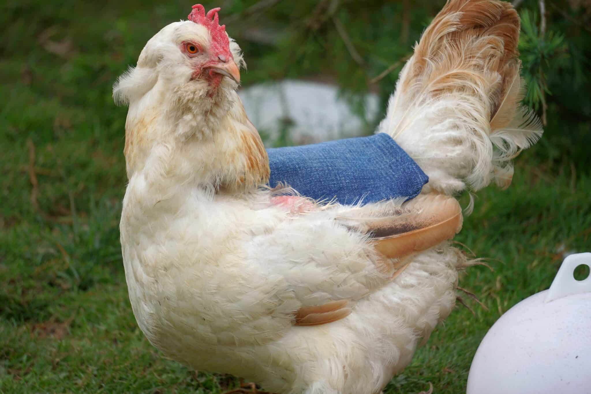 Chicken Saddles for Hens: What You Need to Know