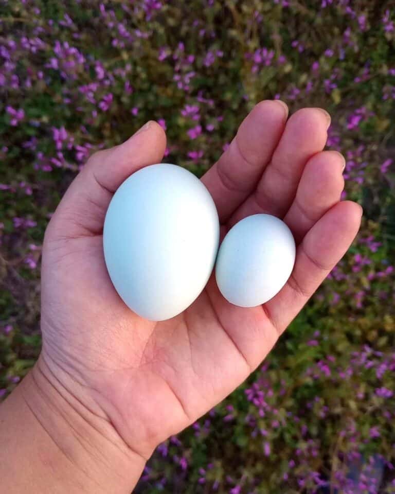 All About Fairy Eggs: Why Your Chickens Lay Them?