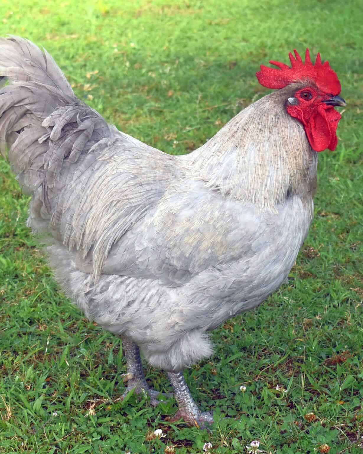 15 Best Gray Chicken Breeds to Raise in Your Backyard