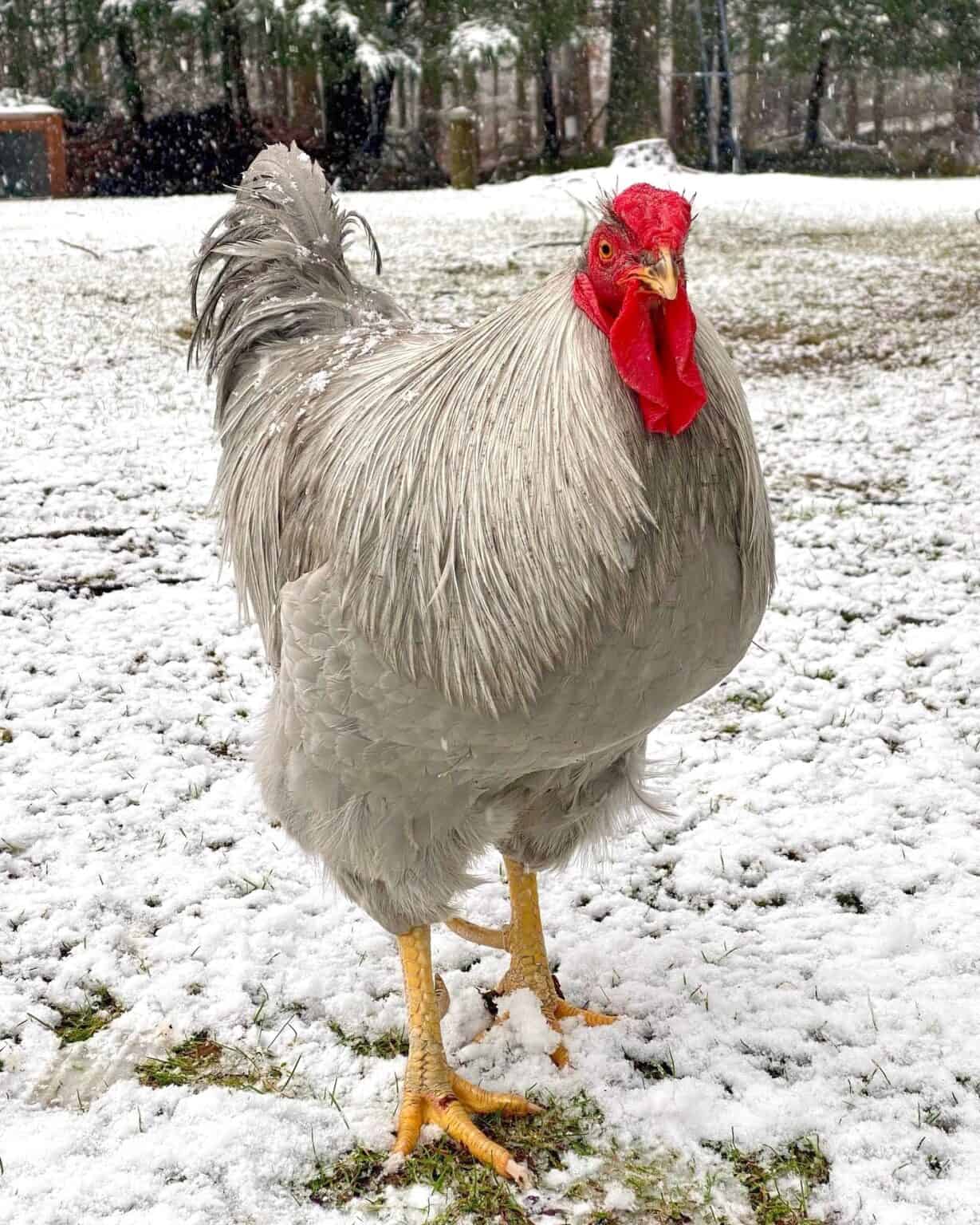 15 Best Gray Chicken Breeds to Raise in Your Backyard