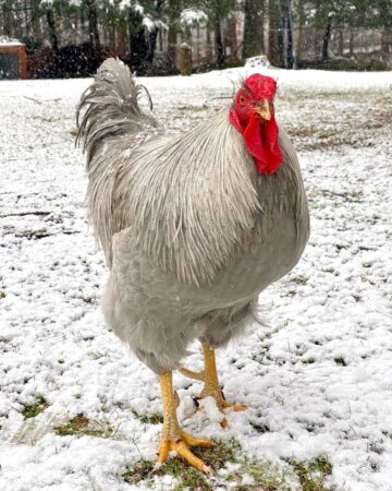 15 Best Gray Chicken Breeds to Raise in Your Backyard