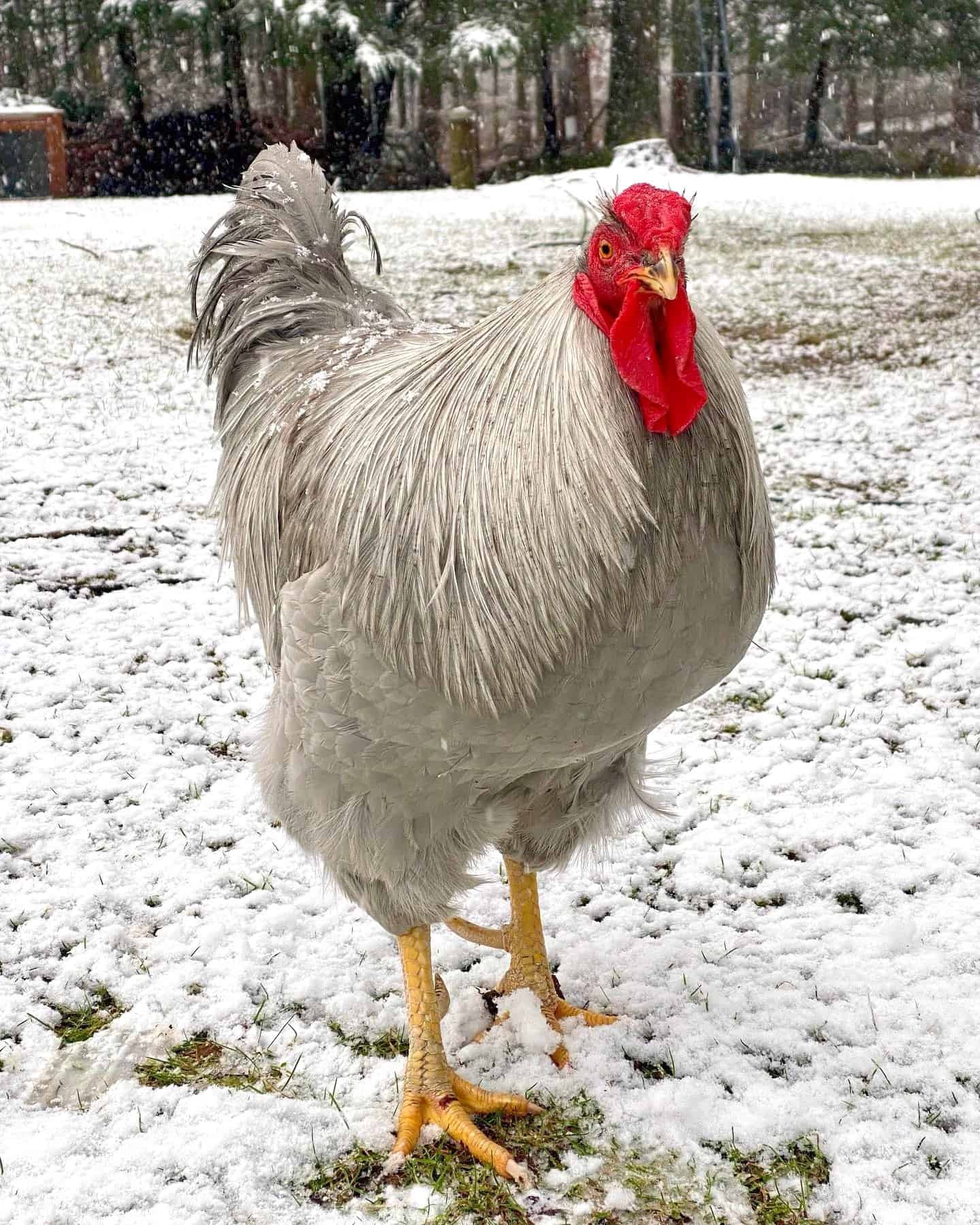 15 Best Gray Chicken Breeds to Raise in Your Backyard