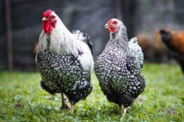 Silver Laced Wyandotte: Breed Profile, Facts & Pictures