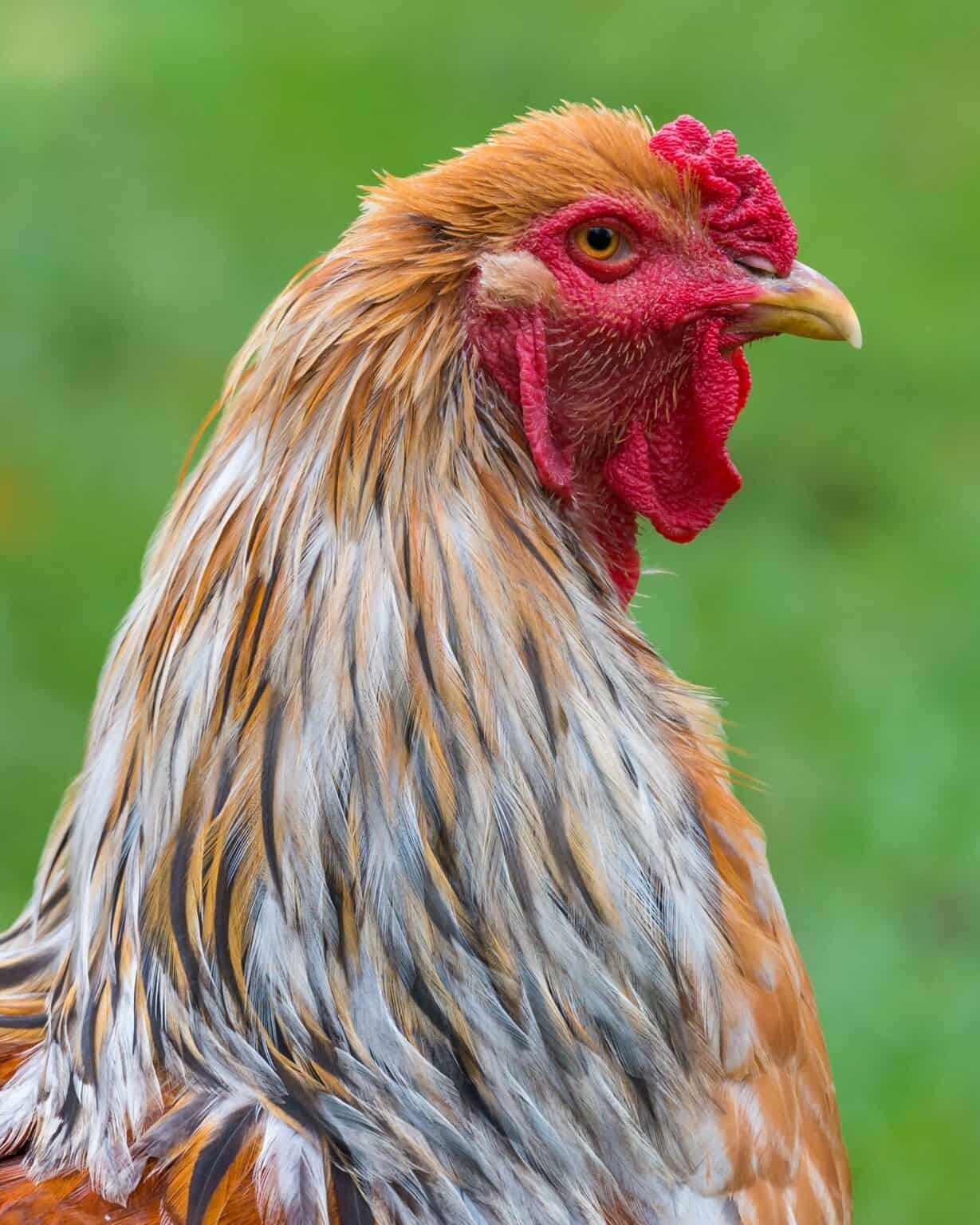 Chicken Combs & Wattles: Everything You Need to Know