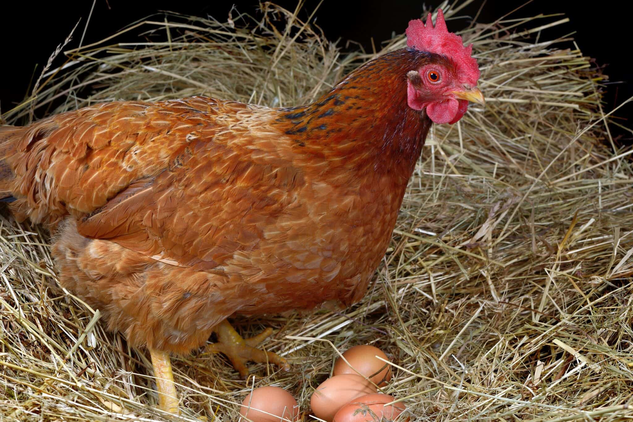 Broody Hen 101: What to Do & How to Stop Broodiness