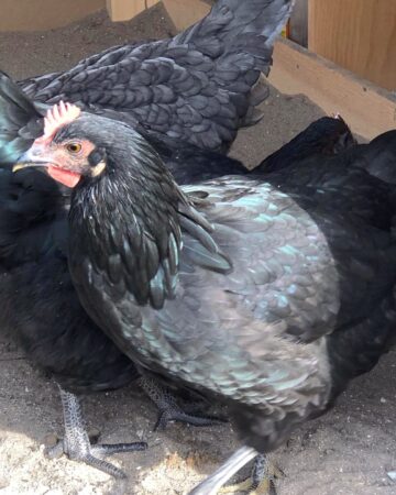 Rhode Island Blue: Breed Profile, Facts & Pictures