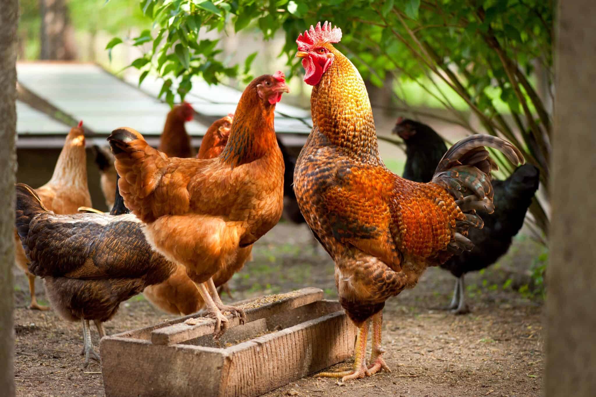 Rhode Island Red: Breed Profile, Facts & Care Guide