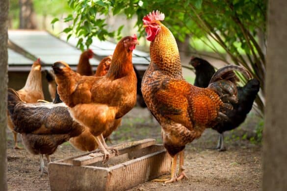 Top 22 Largest Chicken Breeds (Ranked by Size)