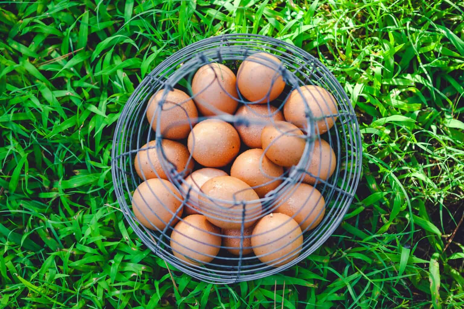 Rhode Island Red: Breed Profile, Facts & Care Guide