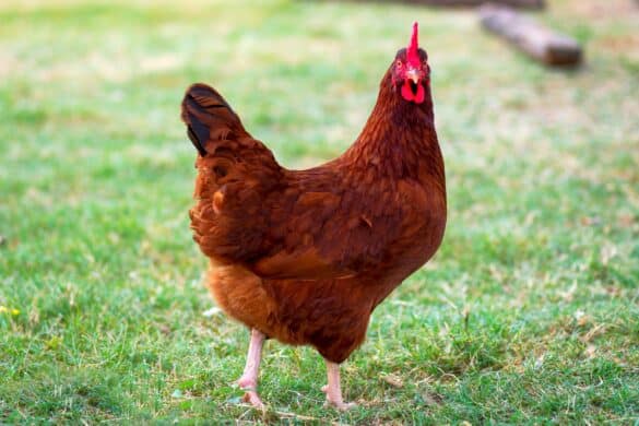 Rhode Island Red: Breed Profile, Facts & Care Guide