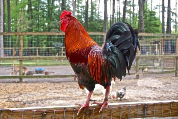 Rhode Island Red: Breed Profile, Facts & Care Guide