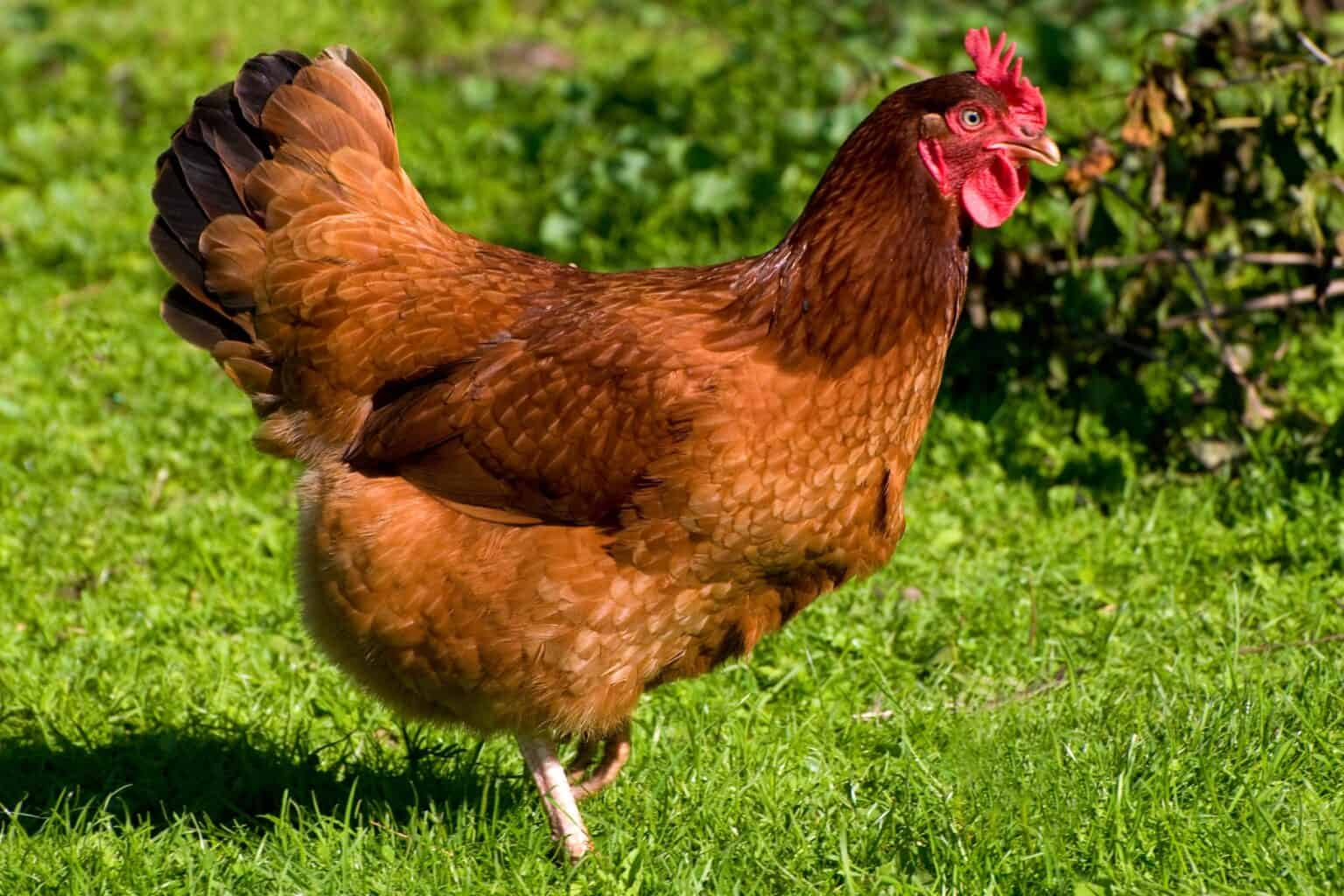 Rhode Island Red: Breed Profile, Facts & Care Guide