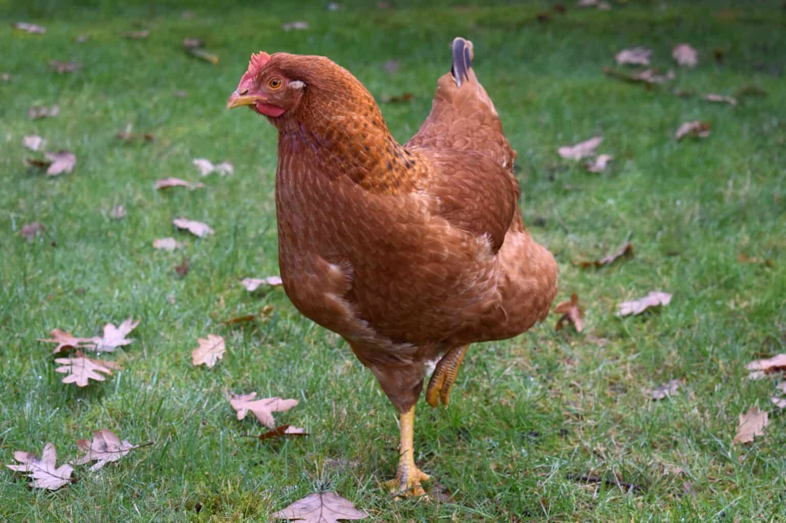 Rhode Island Red: Breed Profile, Facts & Care Guide
