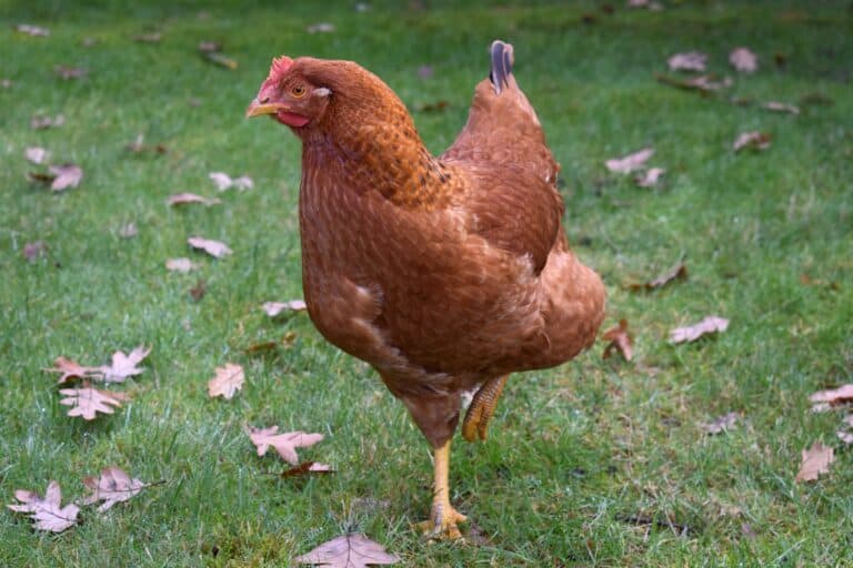 Rhode Island Red: Breed Profile, Facts & Care Guide