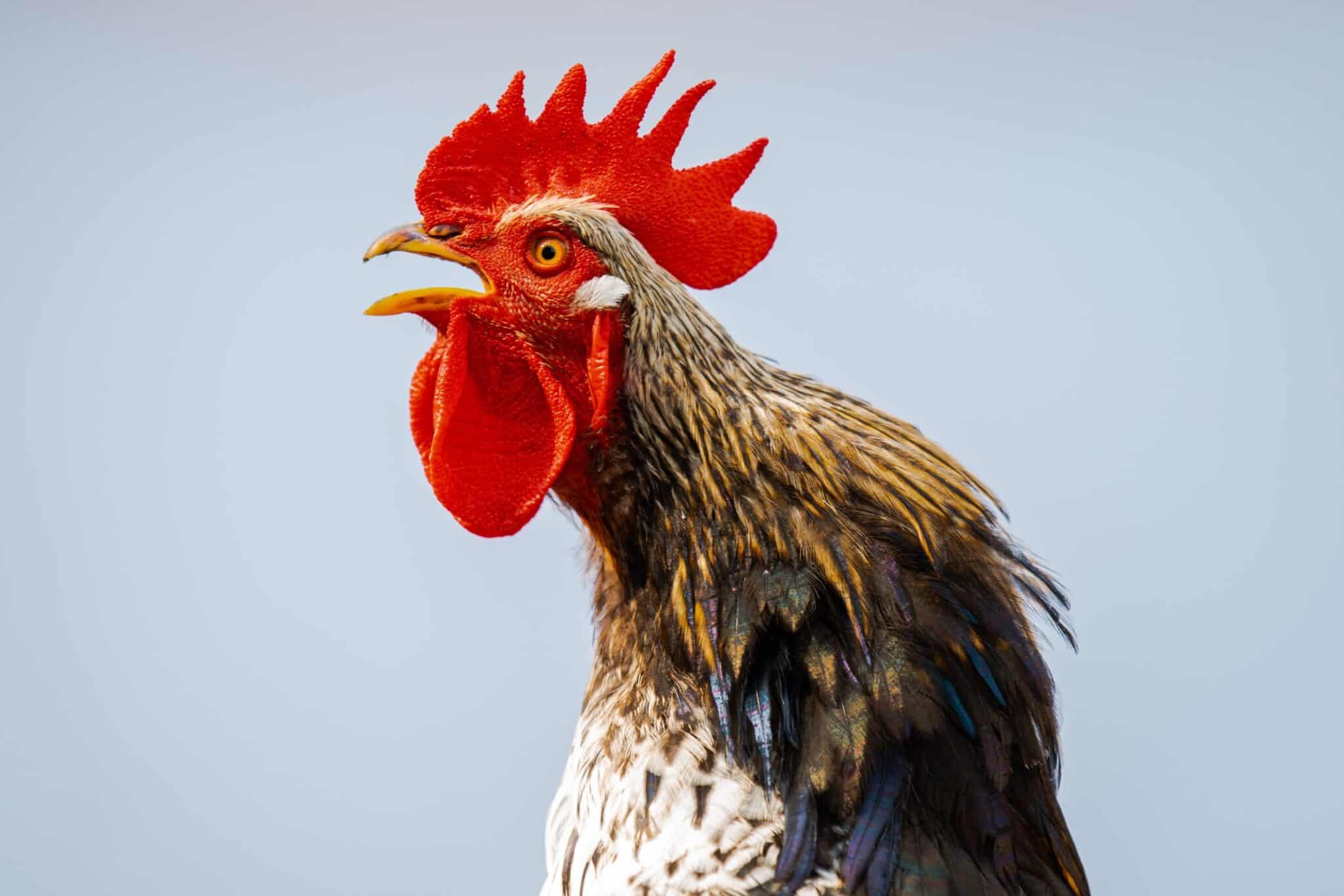 Chicken Combs & Wattles: Everything You Need to Know