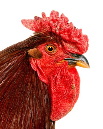 Chicken Combs & Wattles: Everything You Need to Know