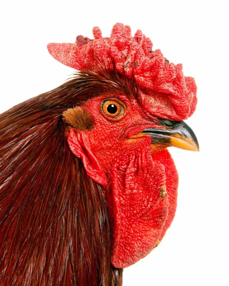 Chicken Combs & Wattles: Everything You Need to Know