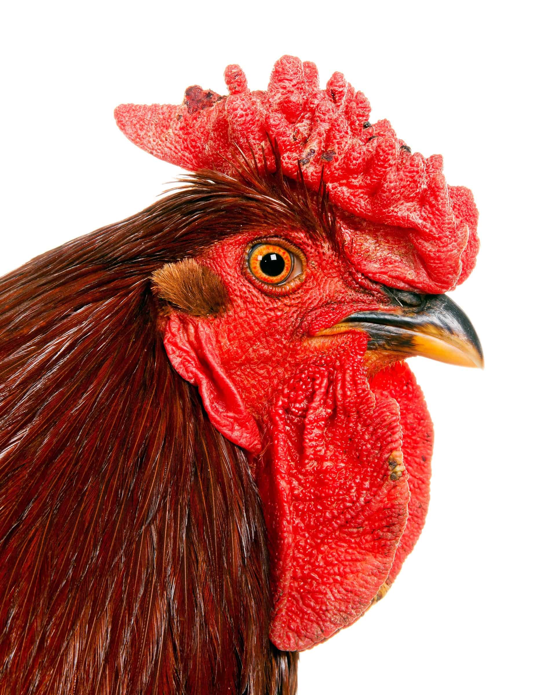 Chicken Combs & Wattles: Everything You Need to Know