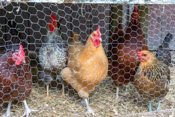 Chicken Nesting Box Size: Your Ultimate Guide!