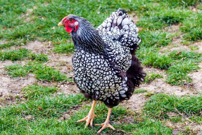 Silver Laced Wyandotte: Breed Profile, Facts & Pictures