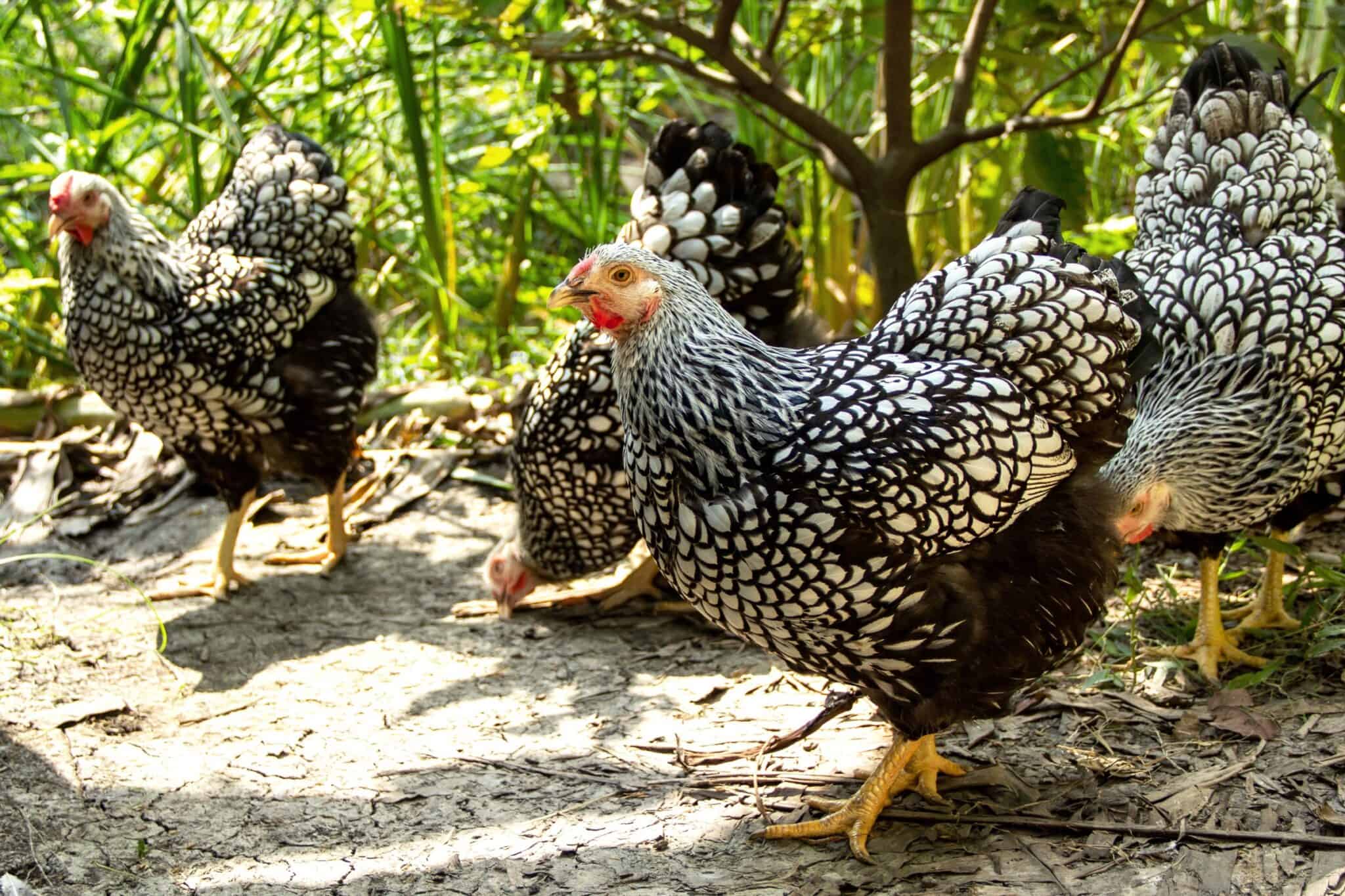 Silver Laced Wyandotte: Breed Profile, Facts & Pictures