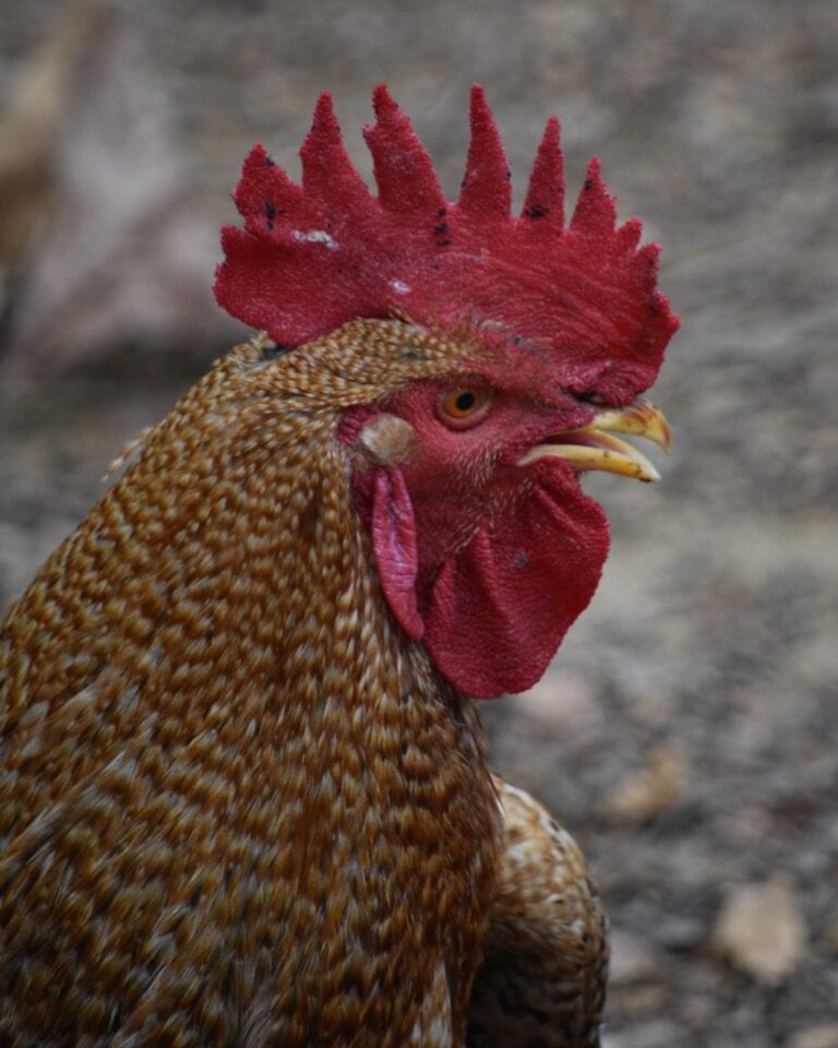 Chicken Combs & Wattles: Everything You Need to Know