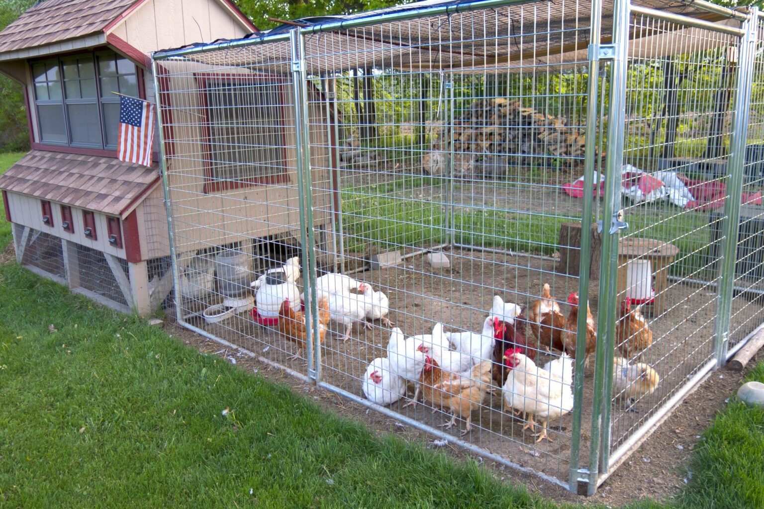 How to Protect Your Chickens From Hawks - Daily Chickens