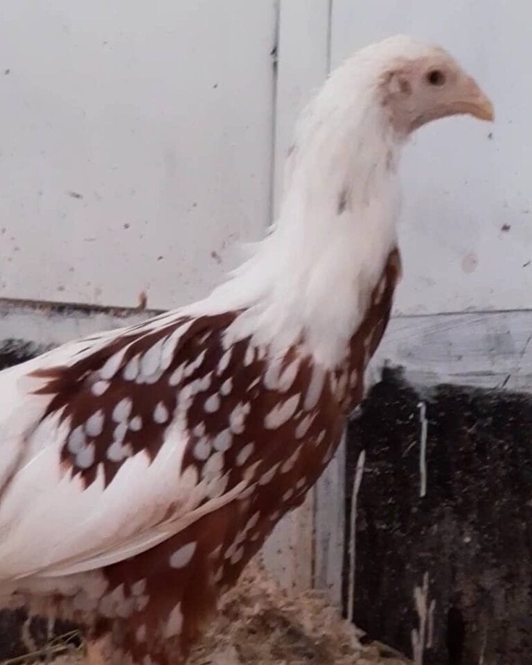 Chicken Combs & Wattles: Everything You Need to Know