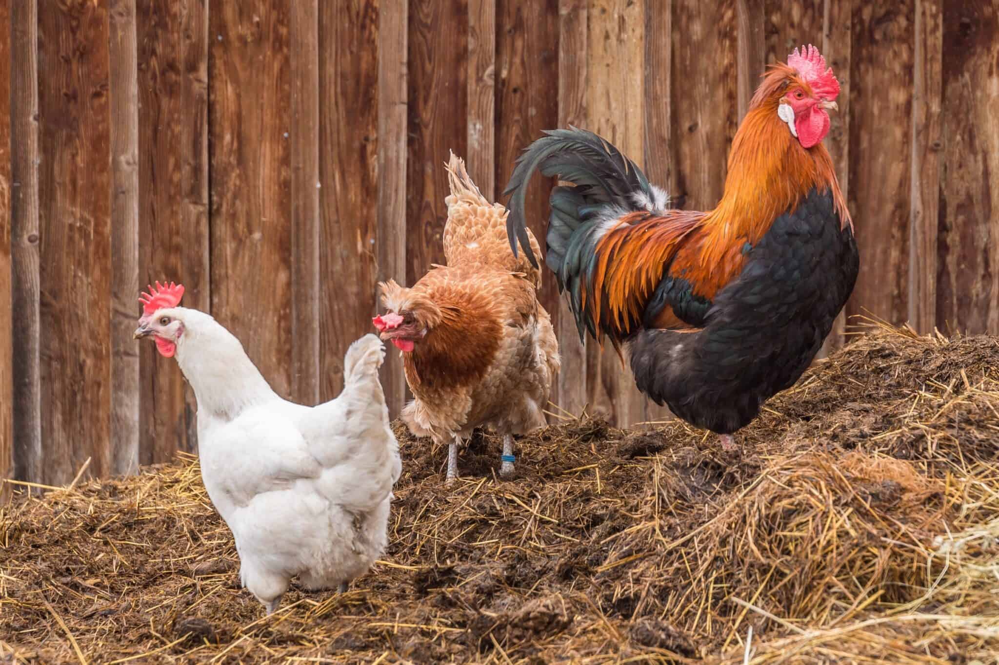 Do Chickens Pee? How Do Chickens Urinate? - Daily Chickens