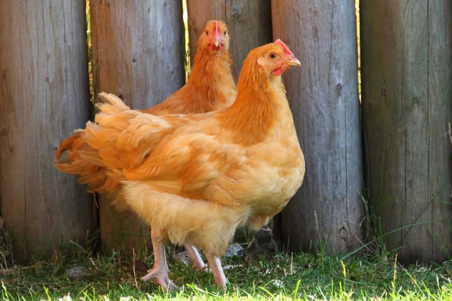 Rhode Island Red: Breed Profile, Facts & Care Guide