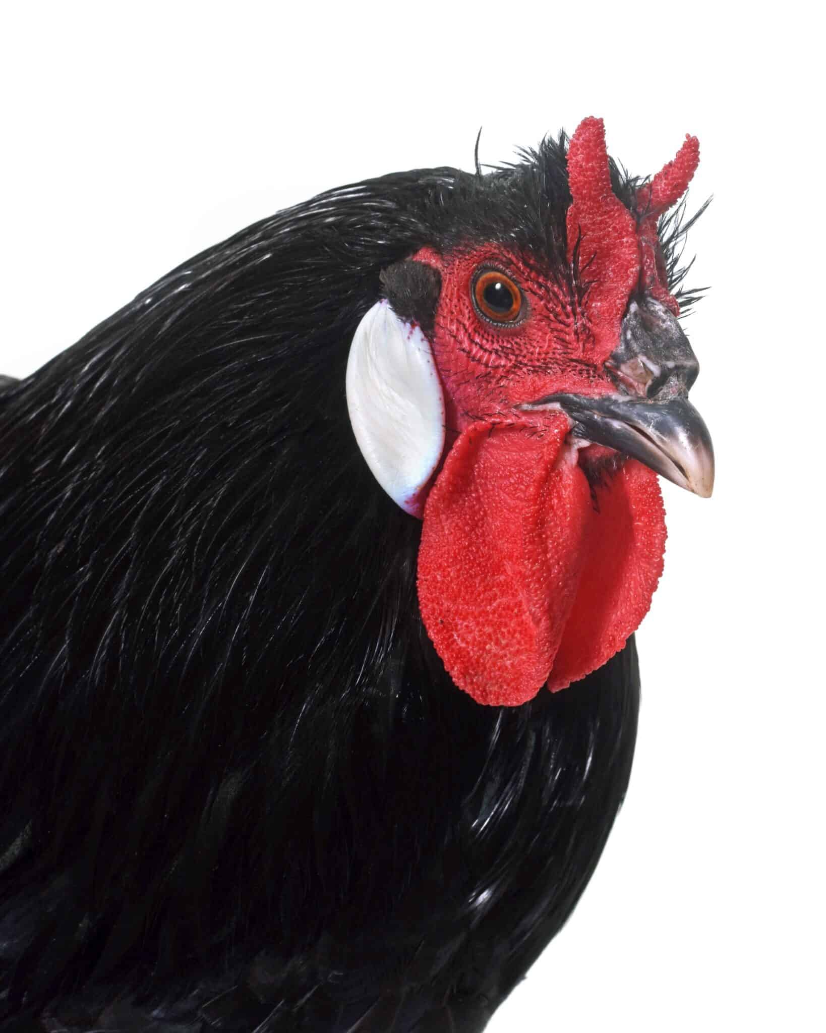 Chicken Combs & Wattles: Everything You Need to Know