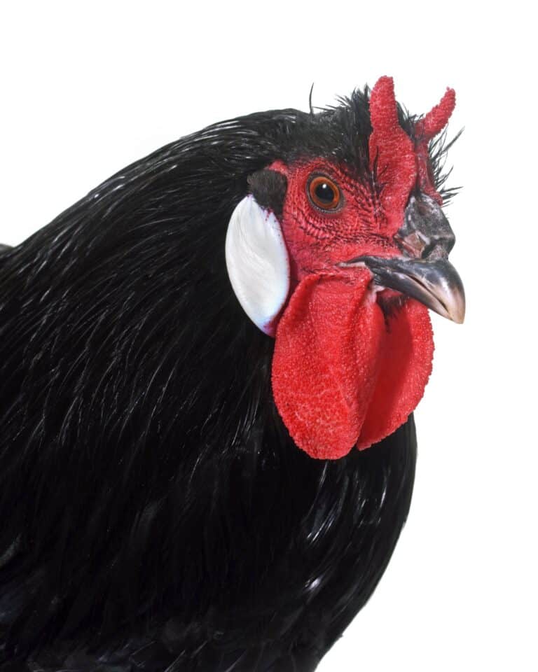 Chicken Combs & Wattles: Everything You Need to Know